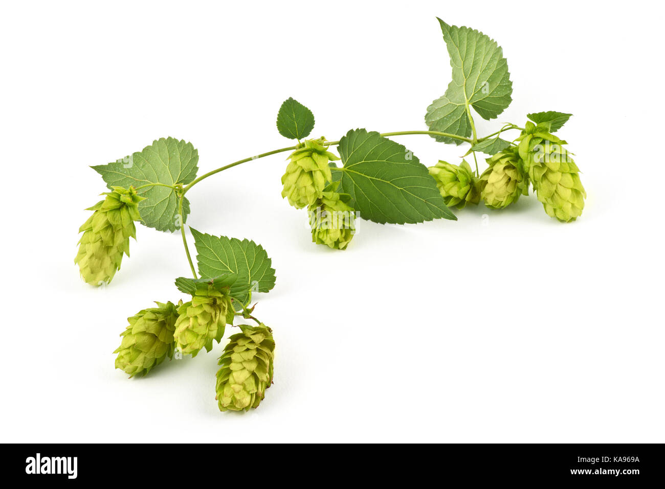 Hop Cones Isolated on the White Background Stock Photo - Alamy