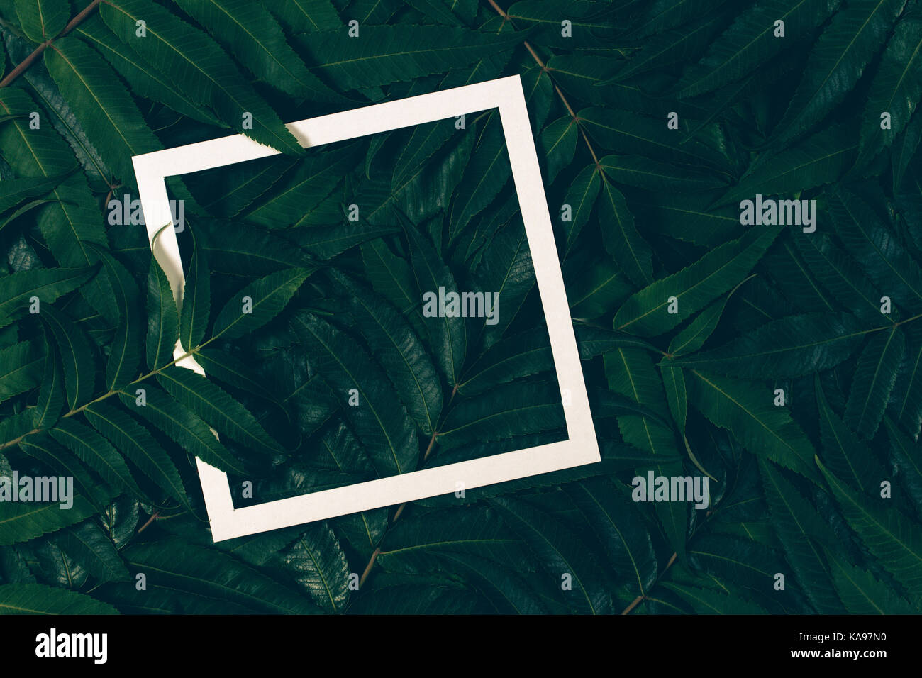 Creative layout made of green leaves with white frame. Top view, flat ...
