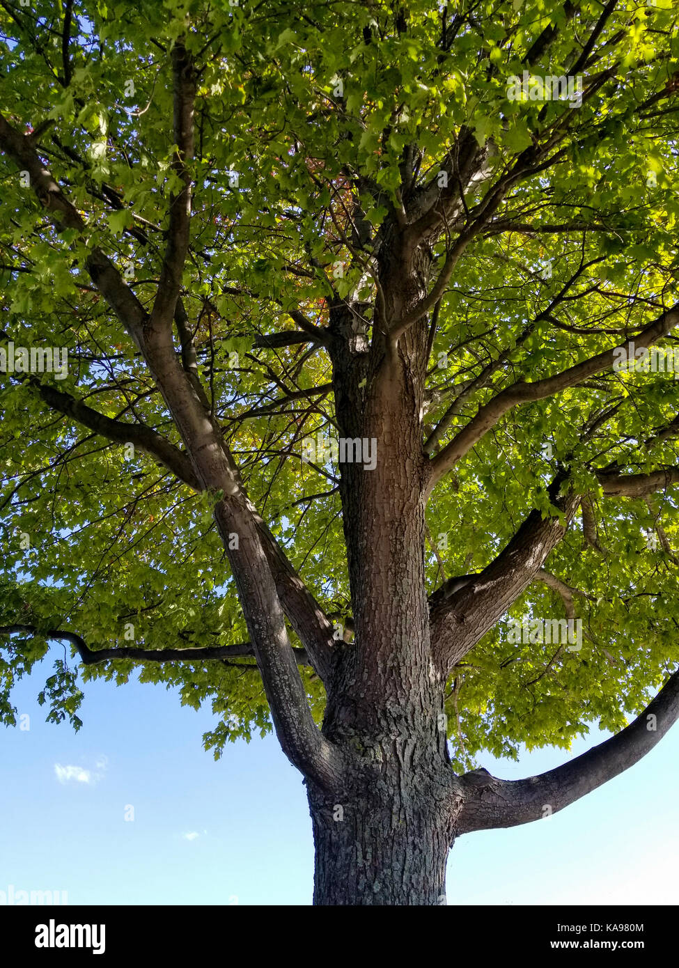 lush green maple tree with blue sky and cloud Stock Photo - Alamy