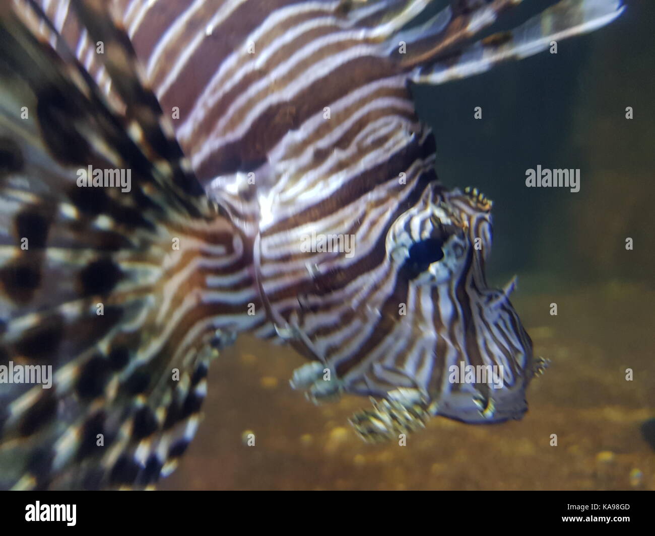 Fish in zoo Stock Photo - Alamy