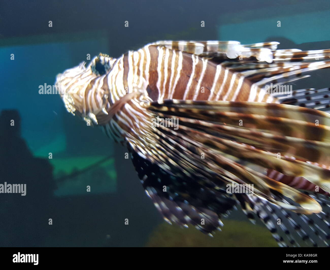 Fish in zoo Stock Photo - Alamy