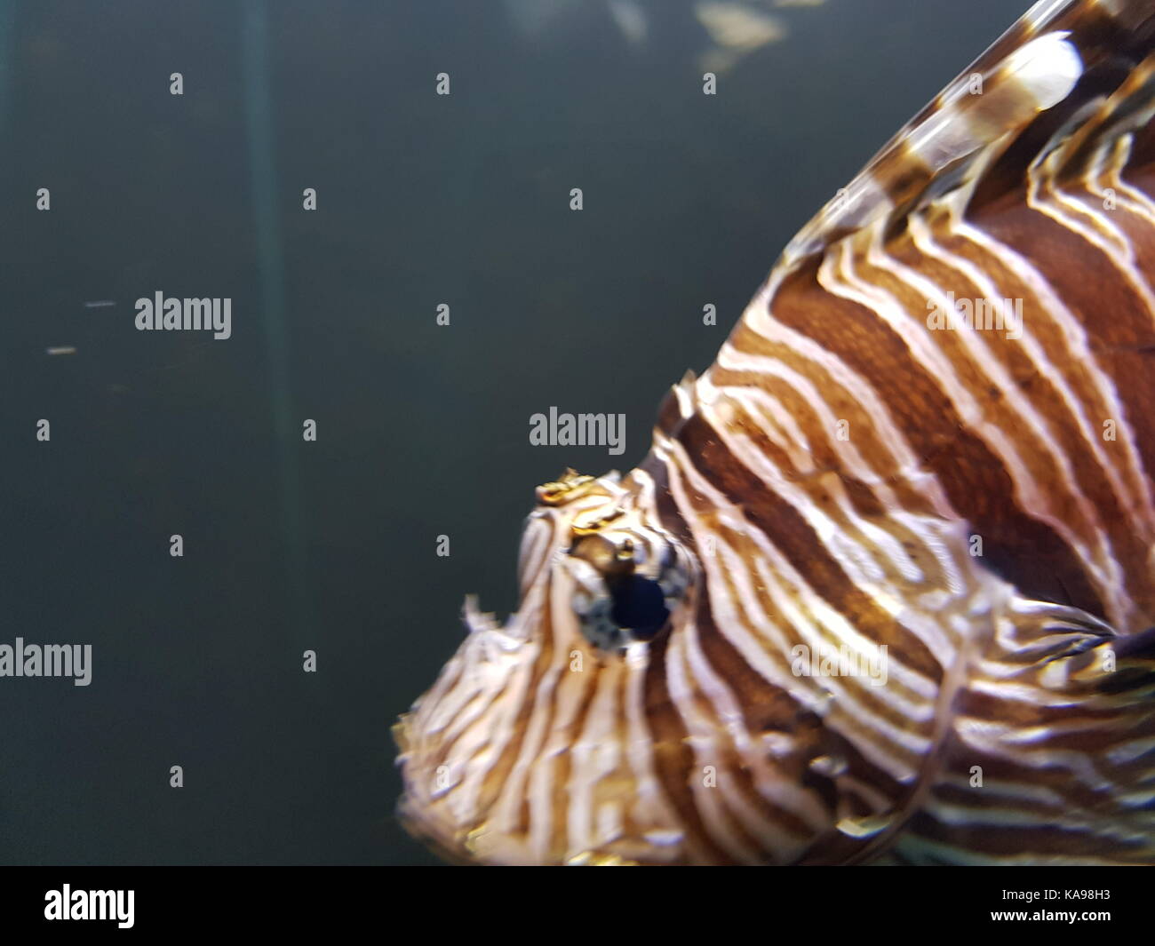 Fish in zoo Stock Photo - Alamy