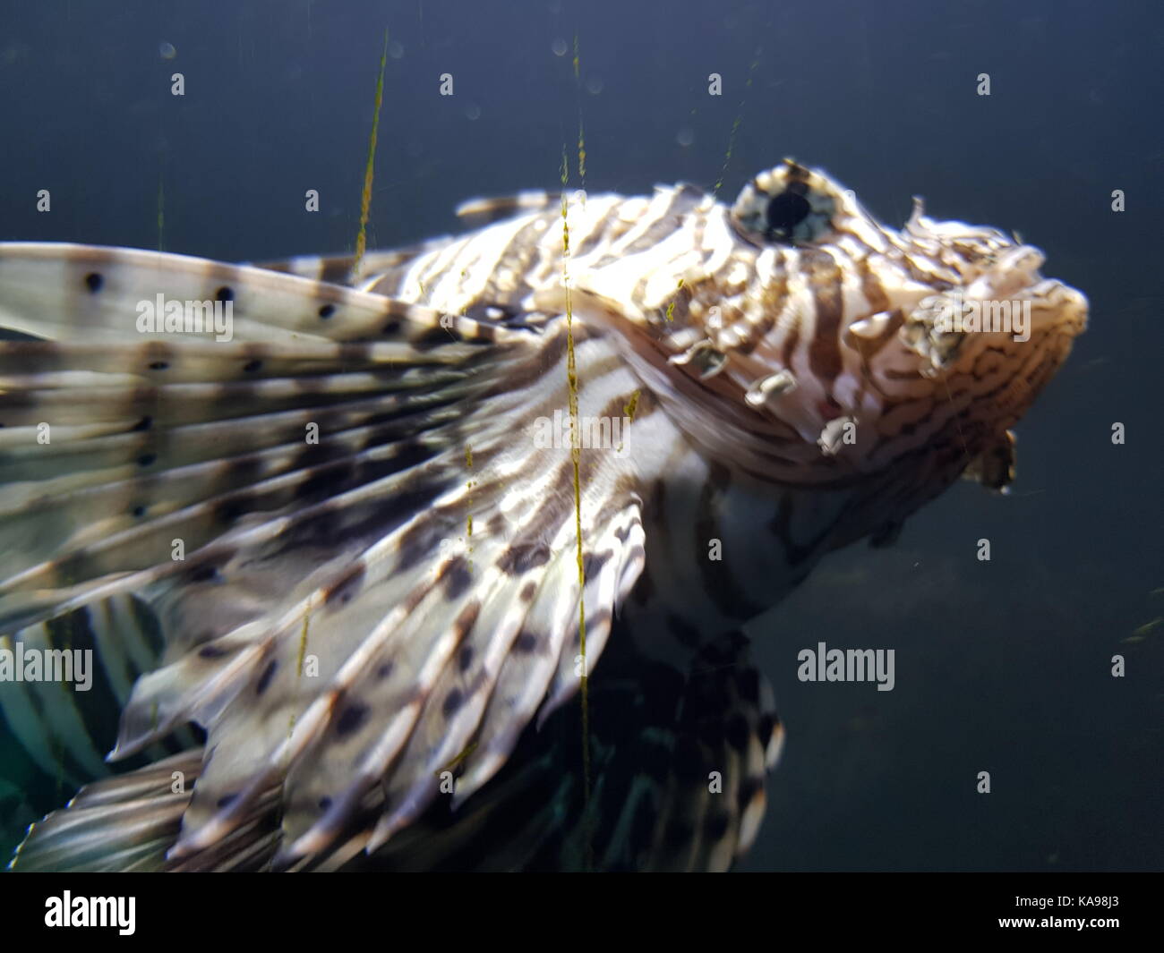 Fish in zoo Stock Photo - Alamy