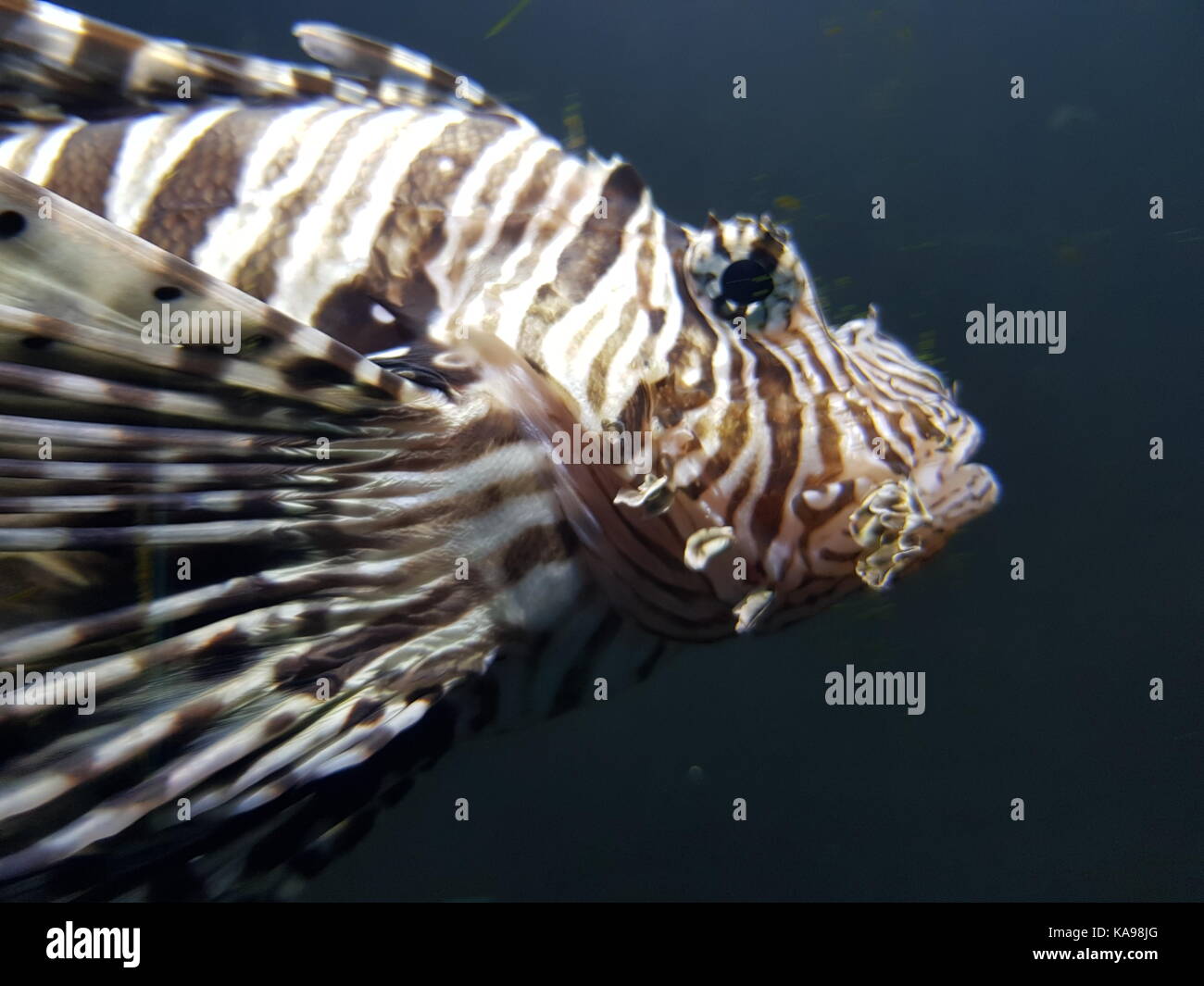 Fish in zoo Stock Photo - Alamy