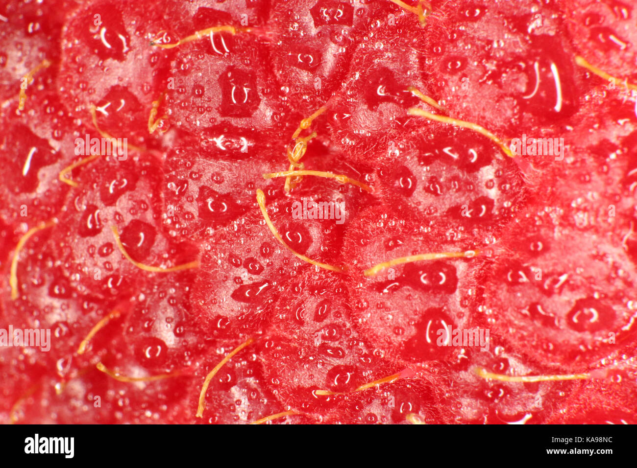 Raspberry water drops hi-res stock photography and images - Alamy