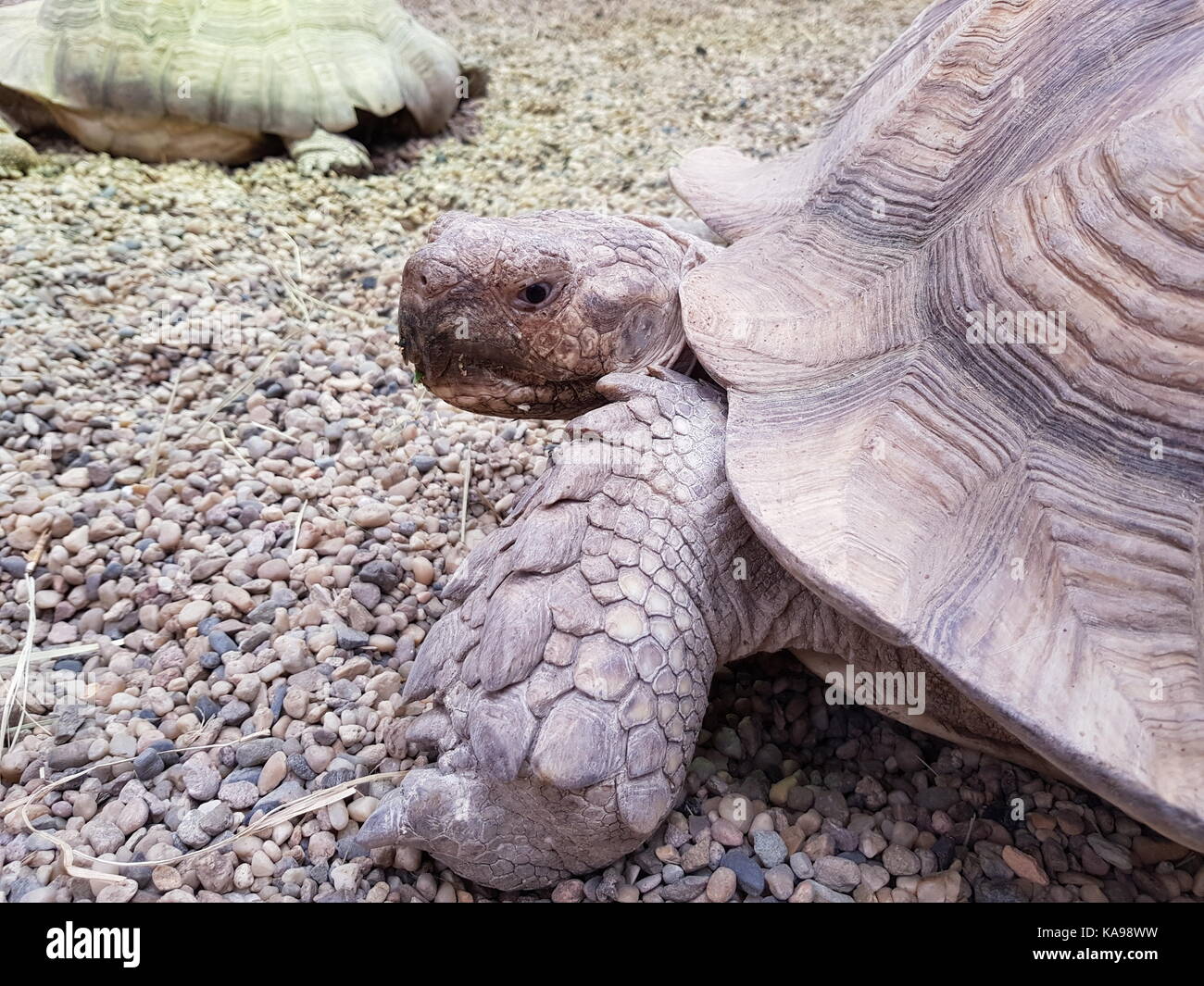 turtle in zoo Stock Photo - Alamy