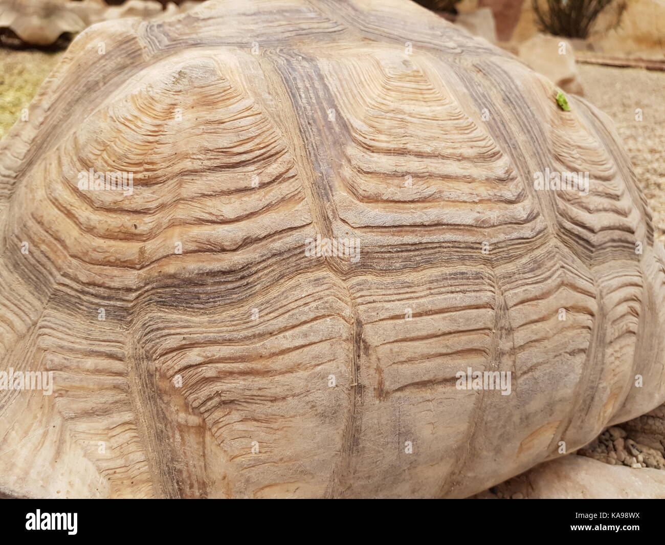 turtle in zoo Stock Photo - Alamy