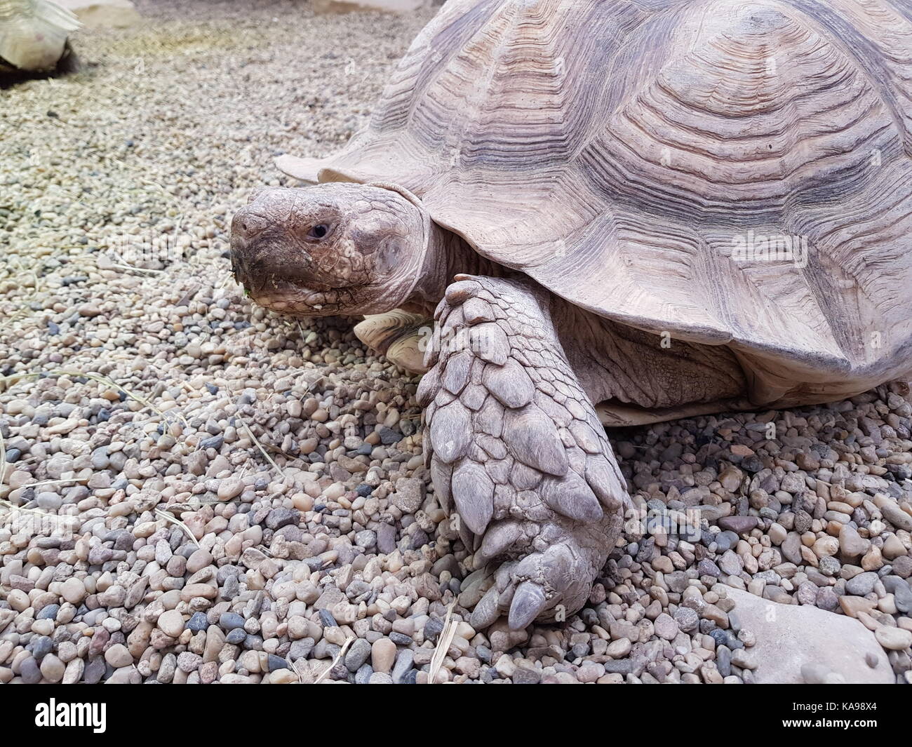 turtle in zoo Stock Photo - Alamy