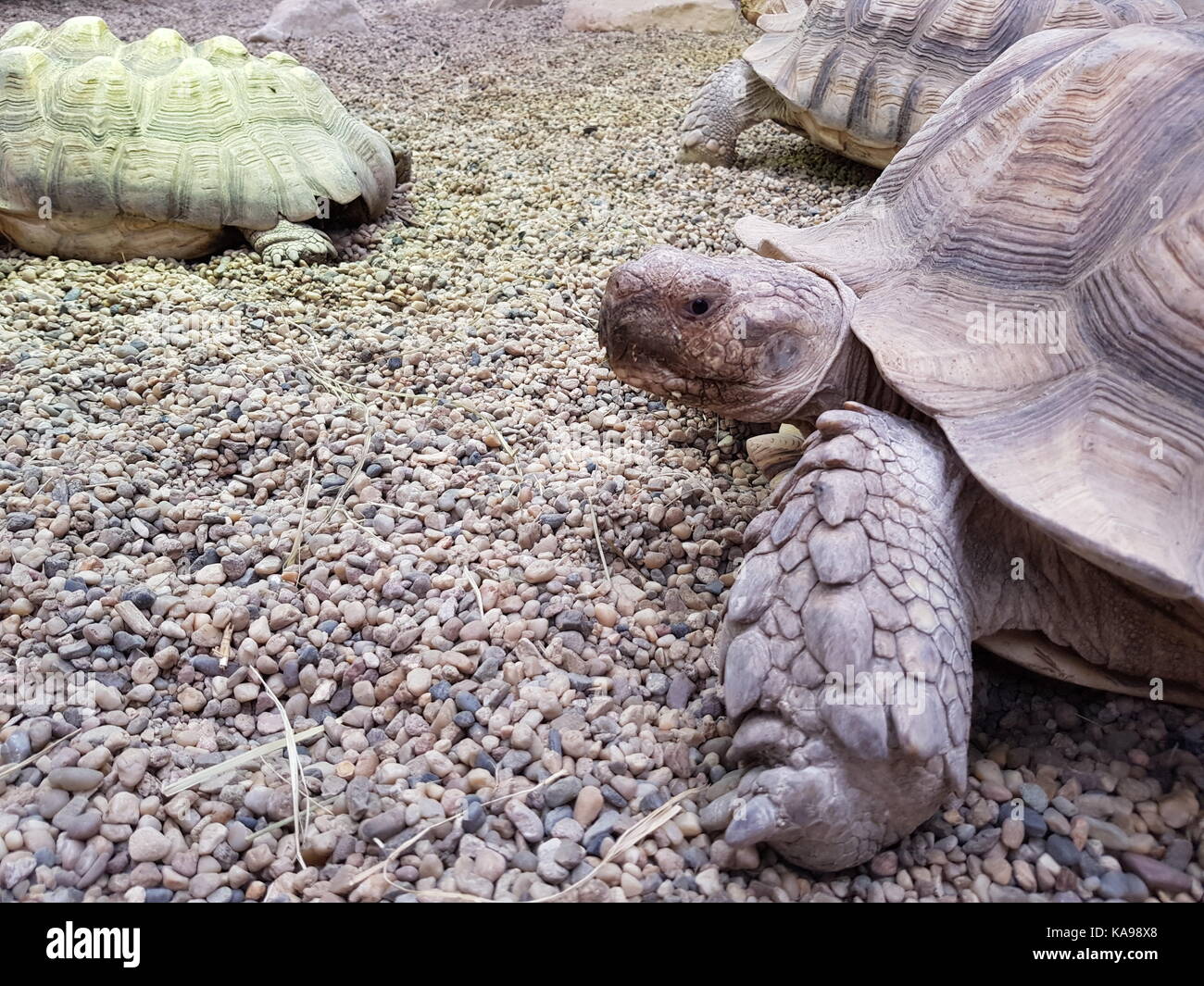 turtle in zoo Stock Photo - Alamy