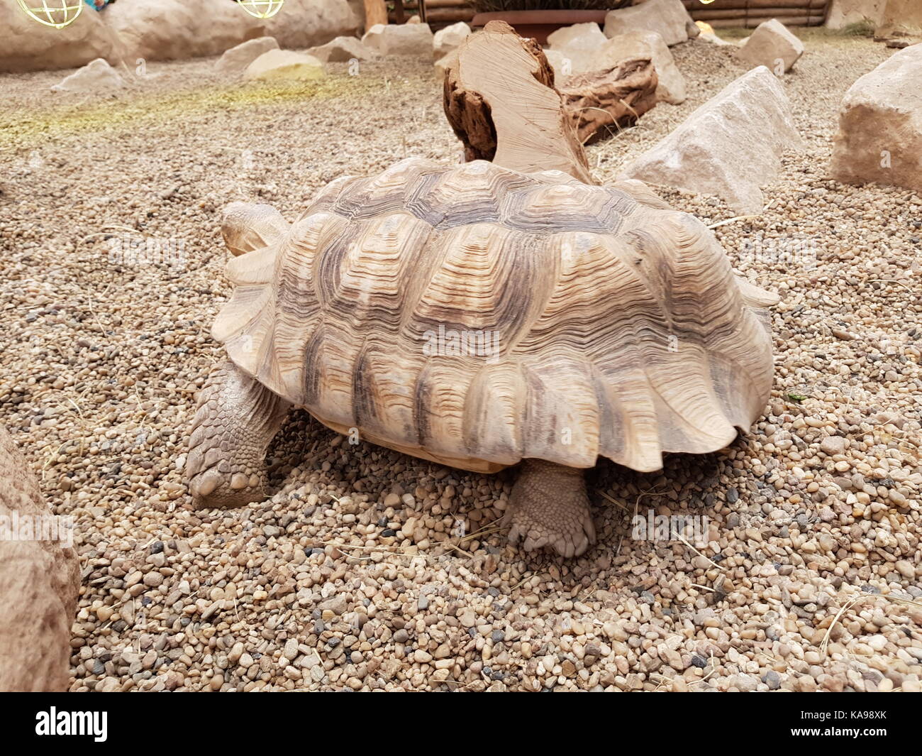 turtle in zoo Stock Photo - Alamy