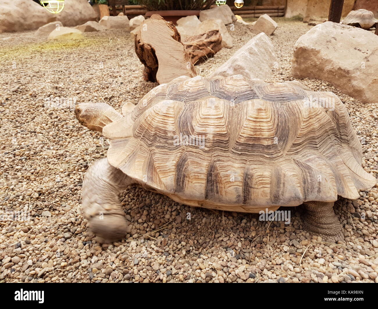 turtle in zoo Stock Photo - Alamy