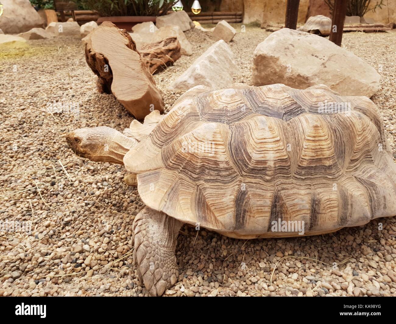 turtle in zoo Stock Photo - Alamy