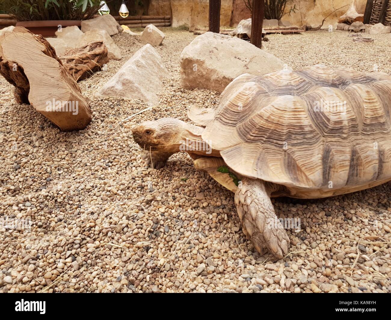 turtle in zoo Stock Photo - Alamy