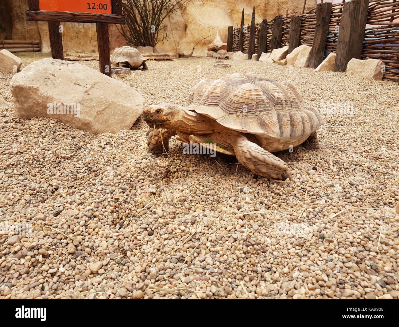 turtle in zoo Stock Photo - Alamy