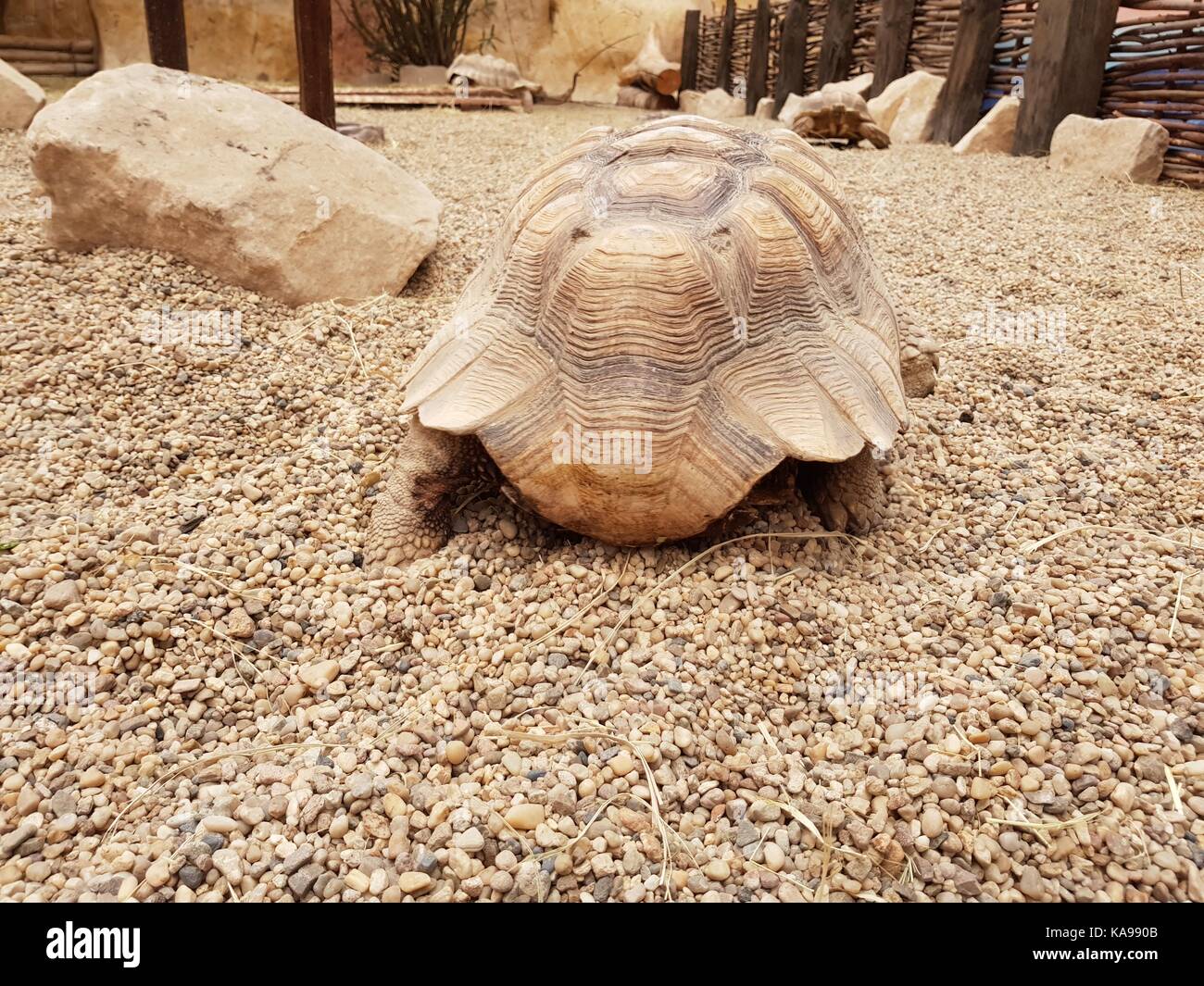 turtle in zoo Stock Photo - Alamy