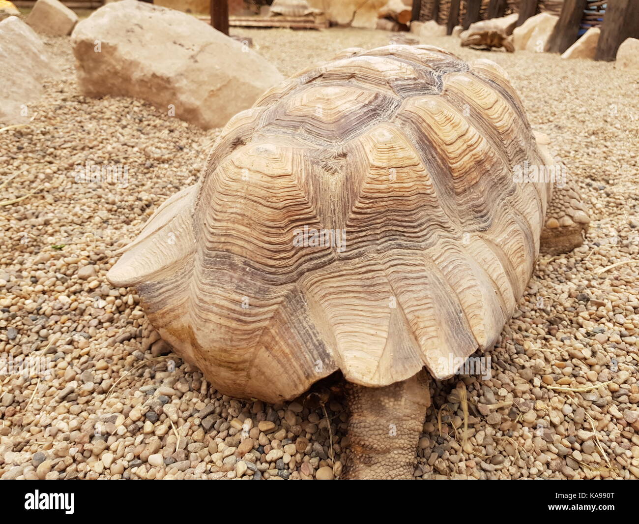 turtle in zoo Stock Photo - Alamy