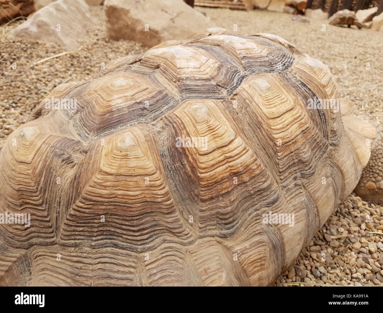 turtle in zoo Stock Photo - Alamy