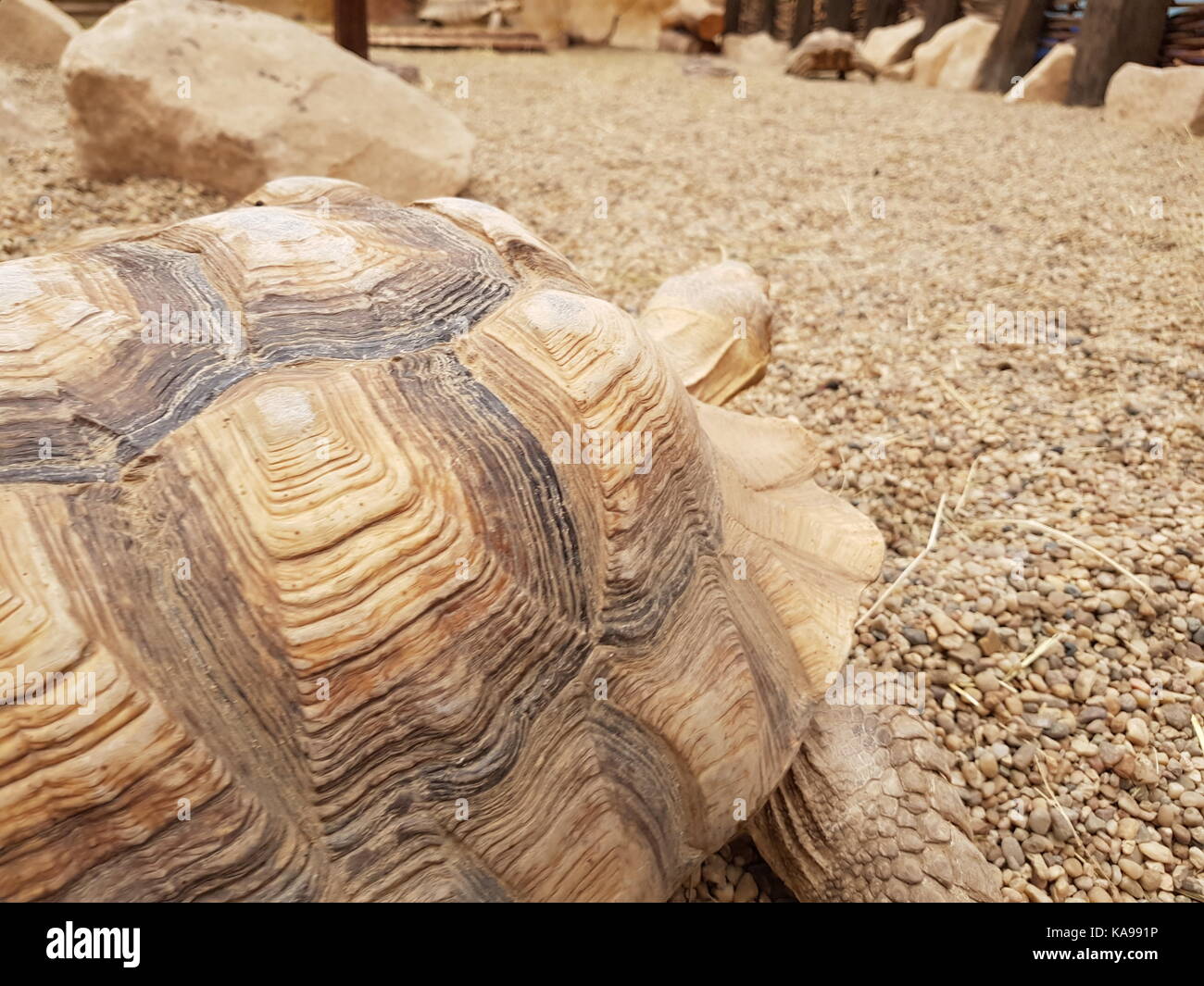 turtle in zoo Stock Photo - Alamy