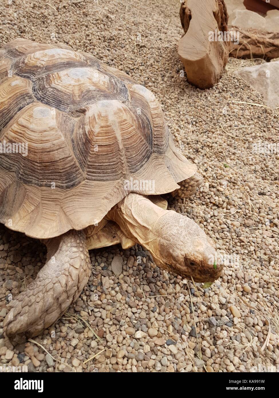 turtle in zoo Stock Photo - Alamy