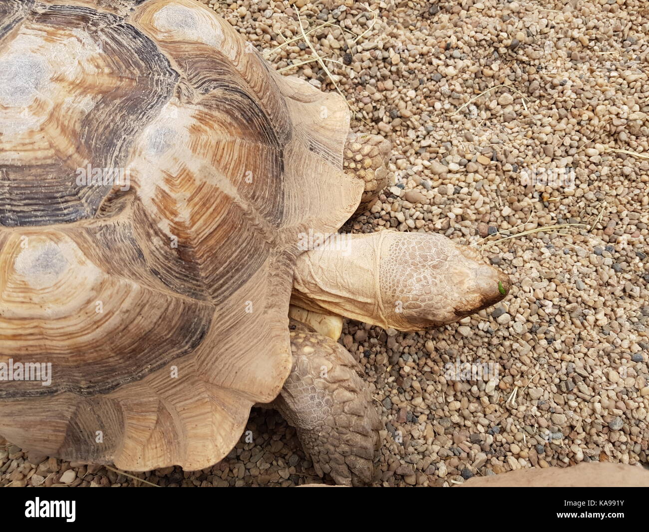 turtle in zoo Stock Photo - Alamy