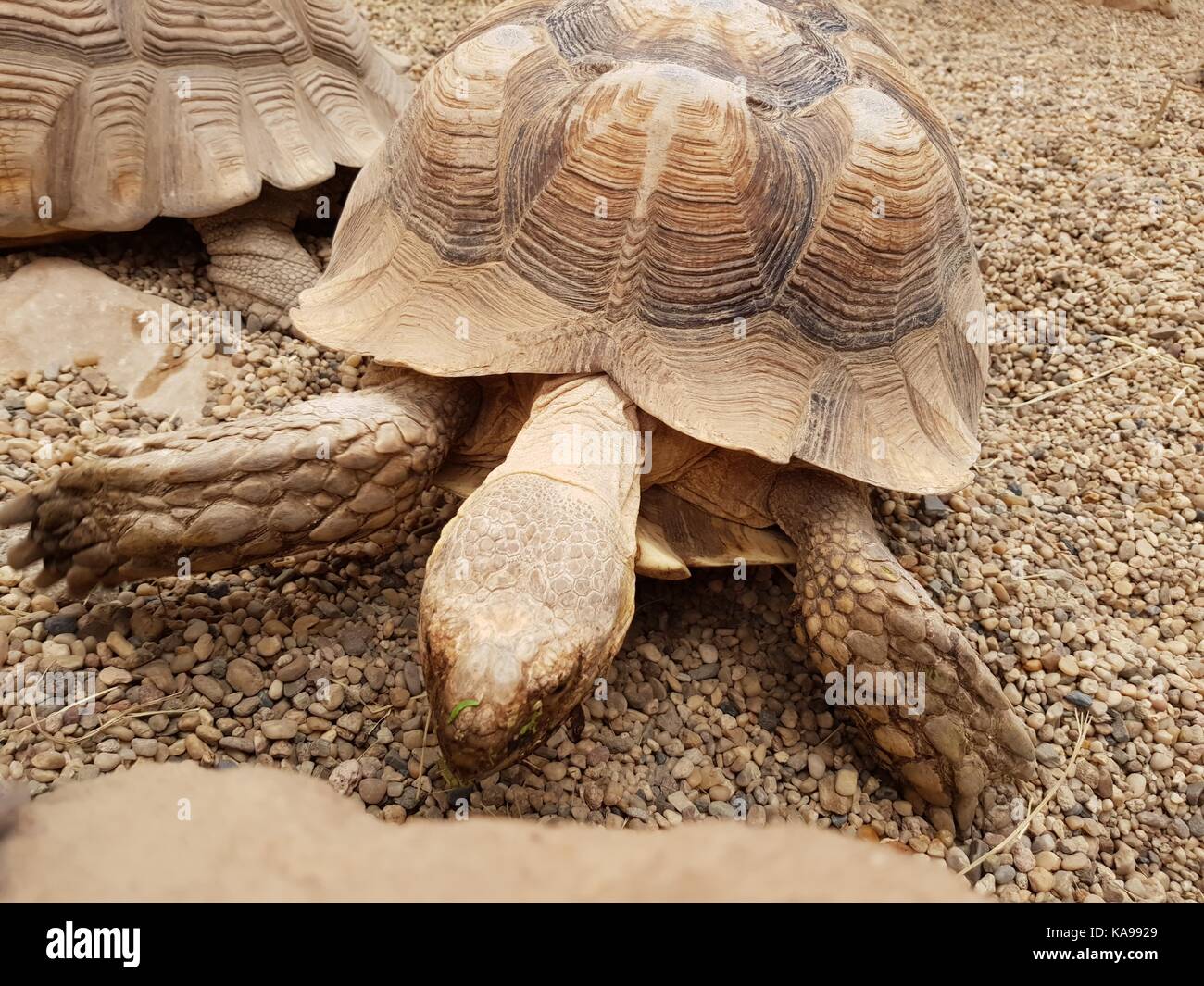 turtle in zoo Stock Photo - Alamy