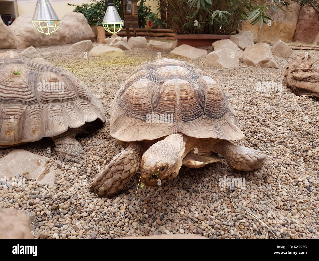 turtle in zoo Stock Photo - Alamy
