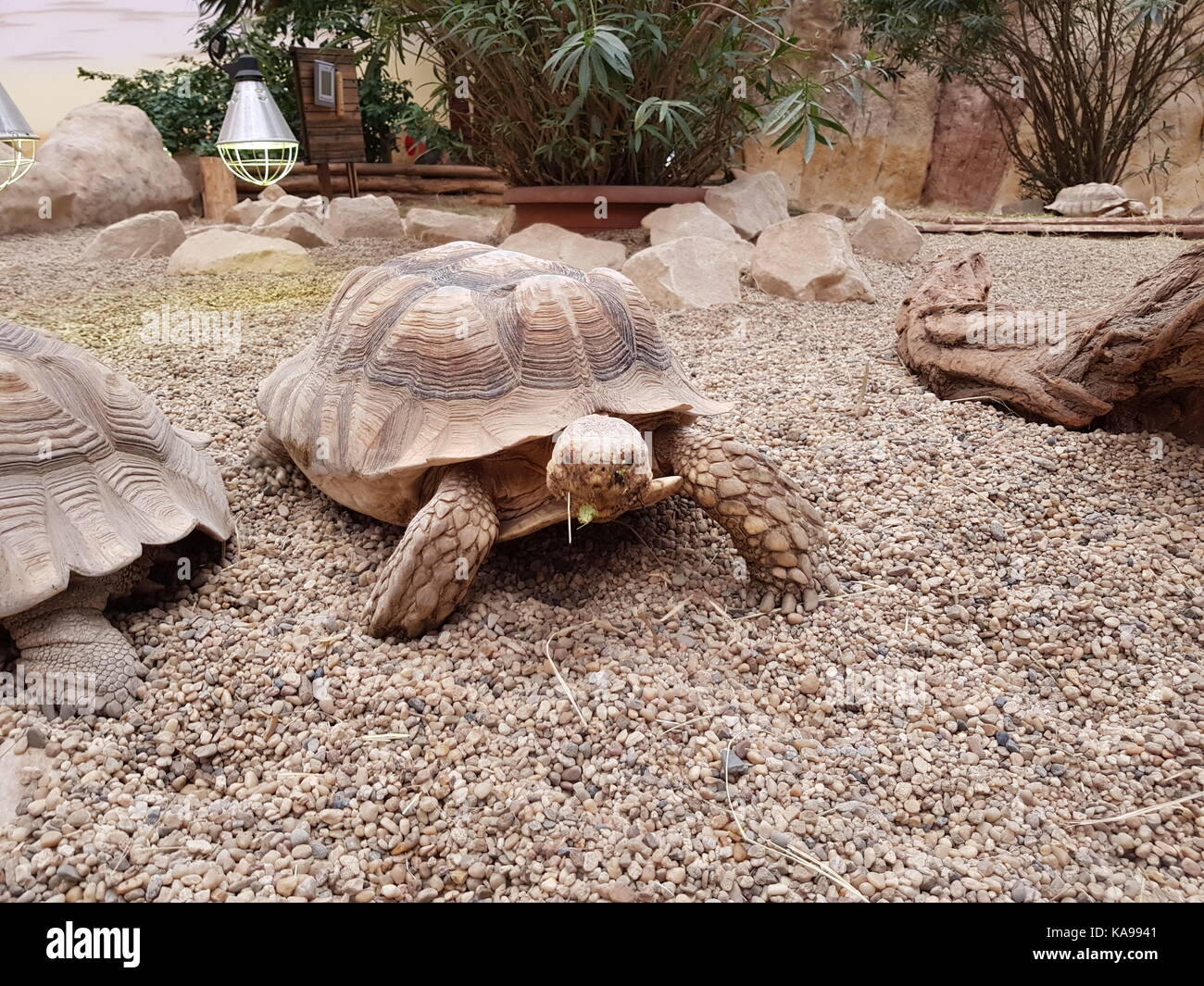 turtle in zoo Stock Photo - Alamy