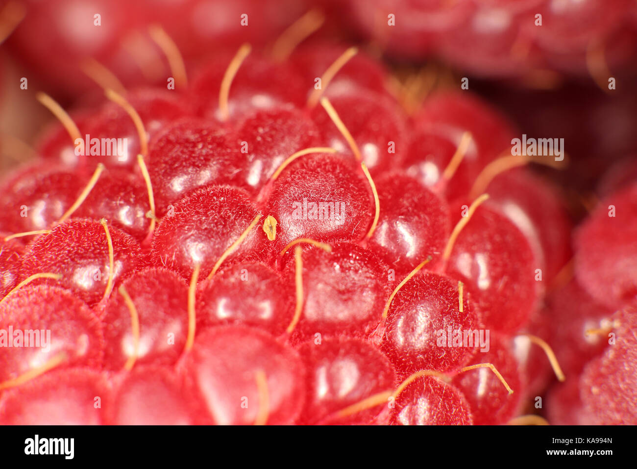 Raspberry Macro Closeup. Texture Background Stock Photo - Alamy