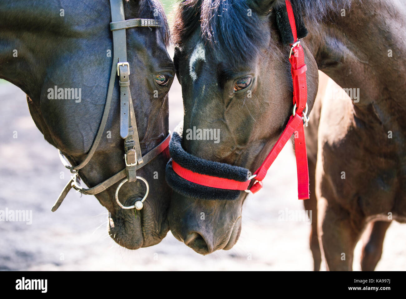 Two horses touching heads each other. Animal friendship concept ...