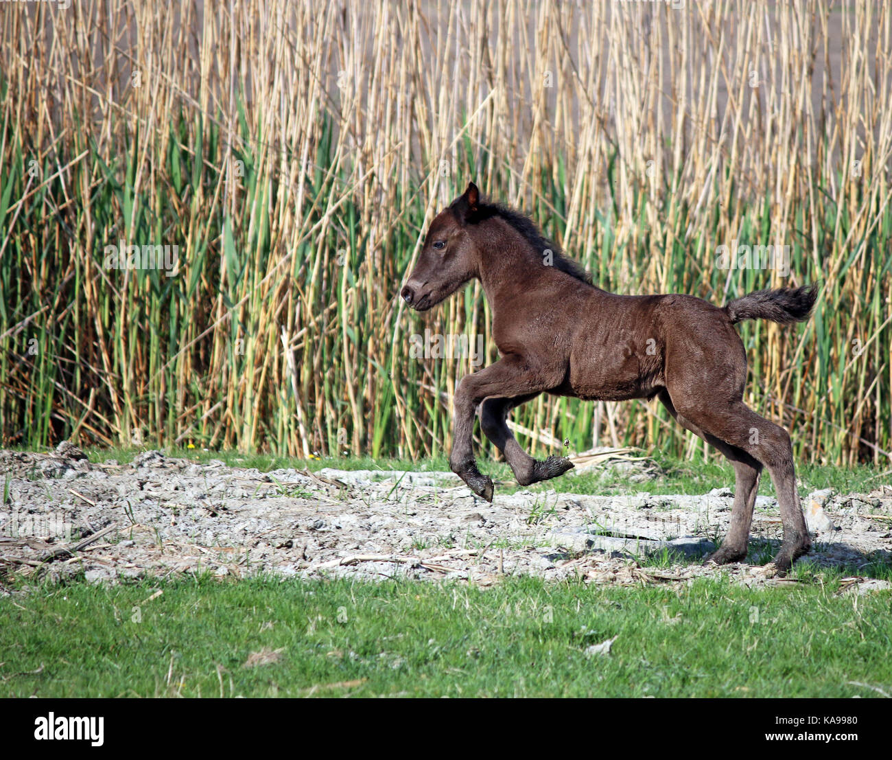 brown foal running on field Stock Photo - Alamy