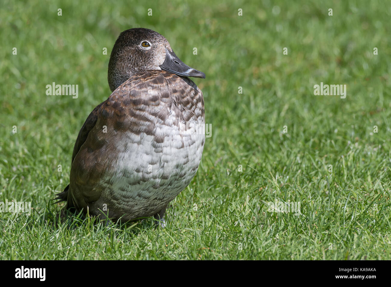 A close up portrait of a female ring necked duck sitting on the grass ...