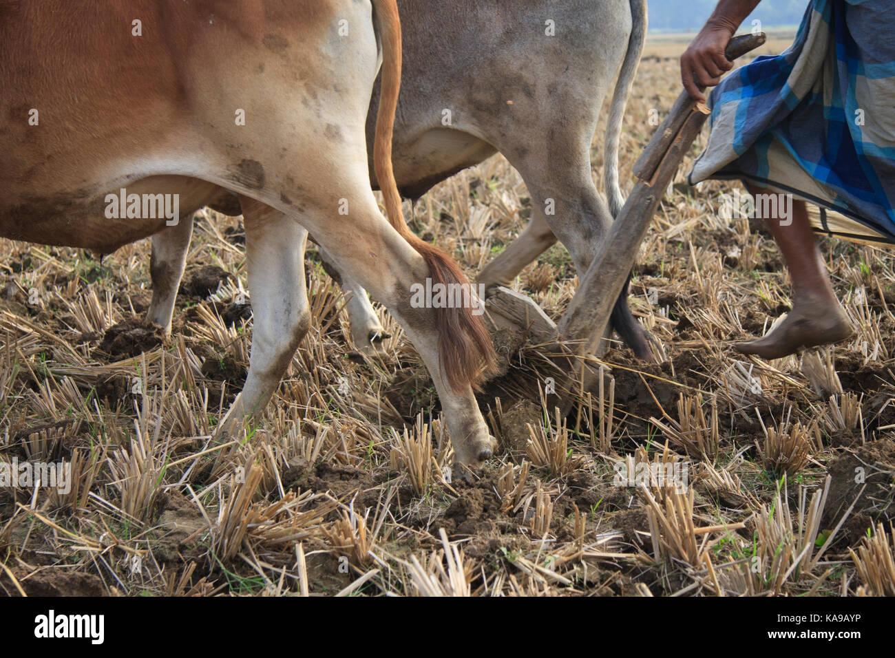 Man ploughing farmland with cattle and wooden plough Stock Photo - Alamy