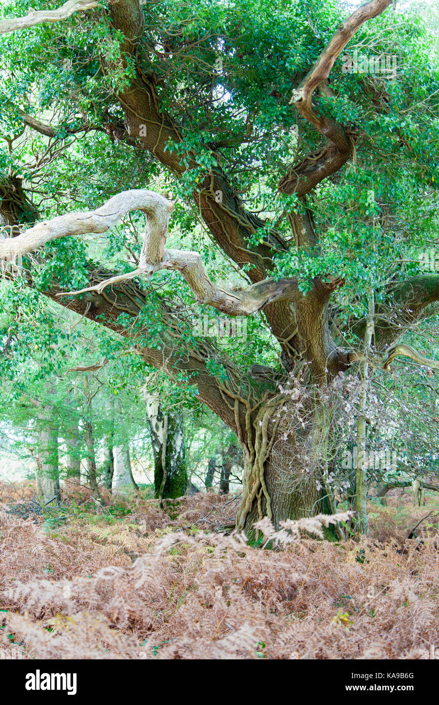 Wareham forest hi-res stock photography and images - Alamy