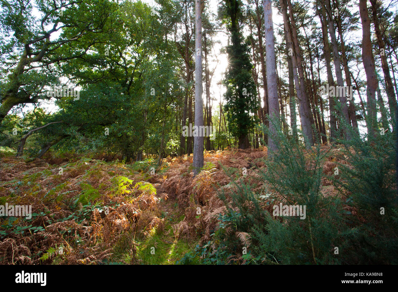 Wareham forest hi-res stock photography and images - Alamy