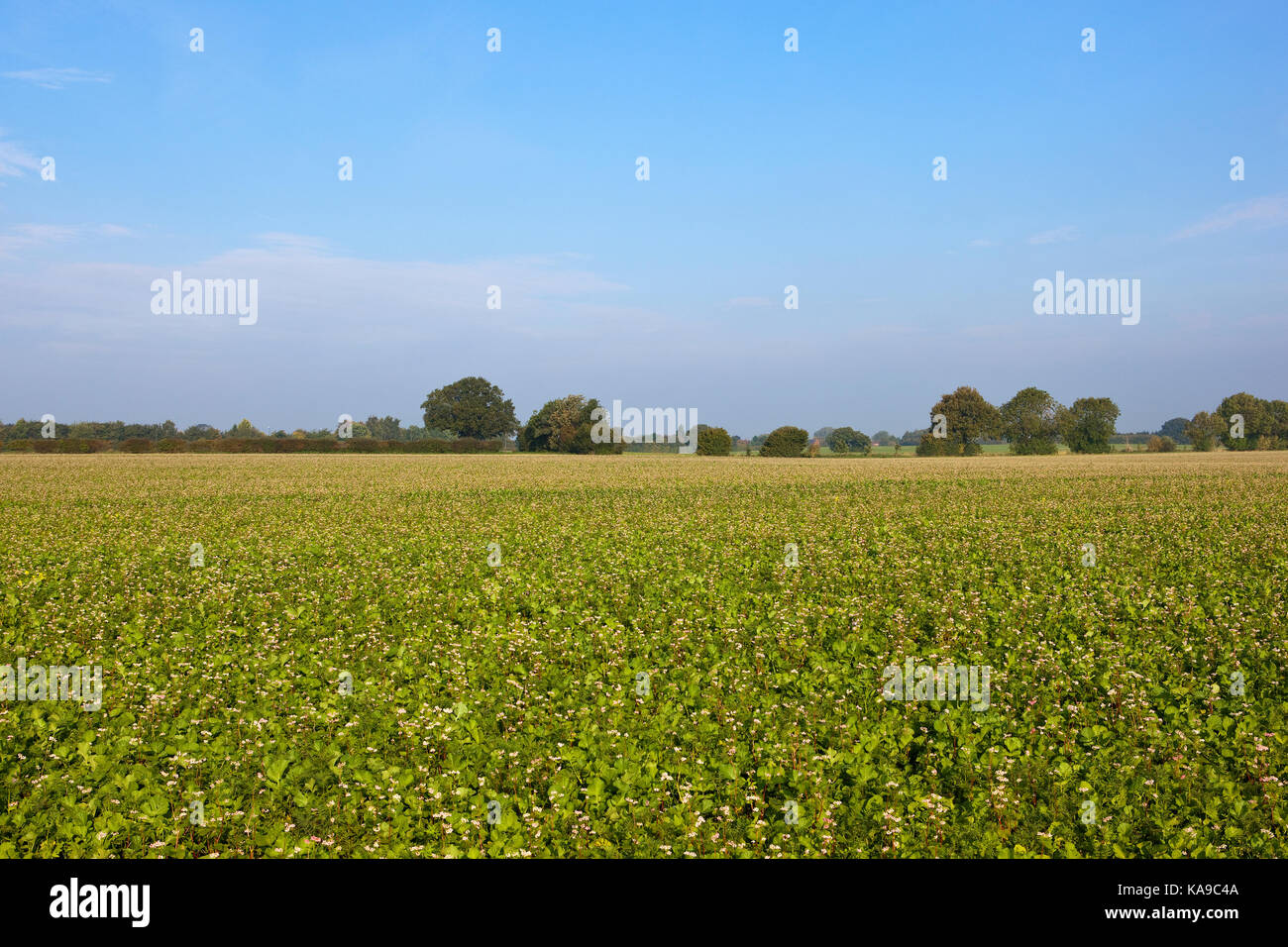 a green manure crop with woodland and hedgerows under an autumn blue ...