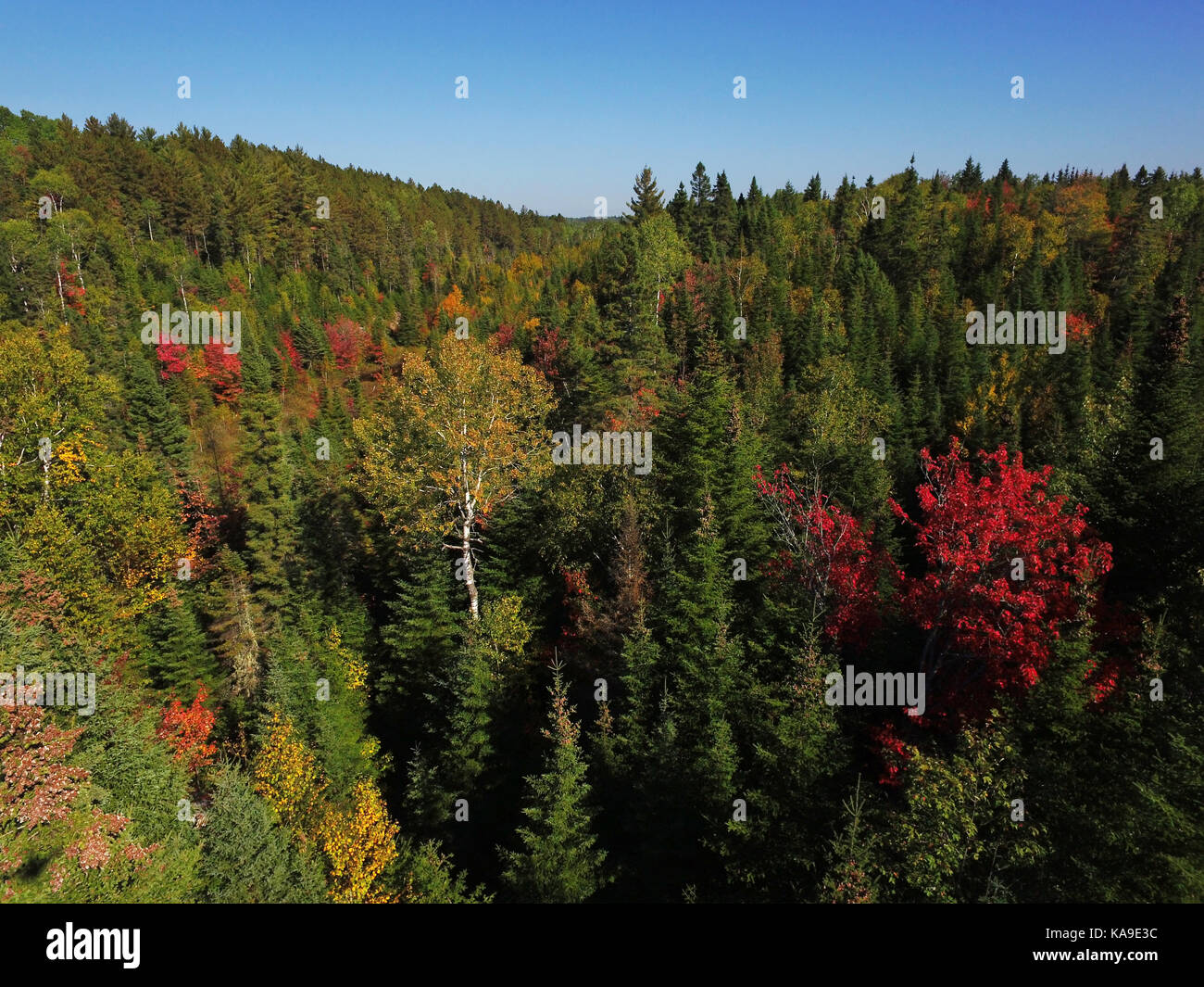 Coniferous forest quebec canada hi-res stock photography and images - Alamy