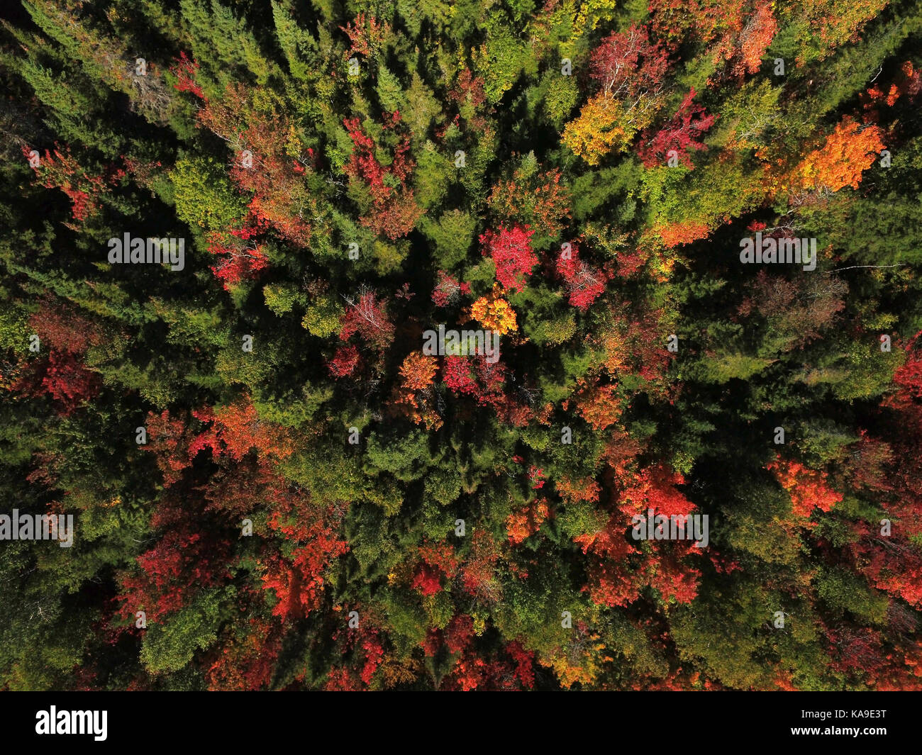 Aerial view of beautiful colorful forest during fall Stock Photo - Alamy