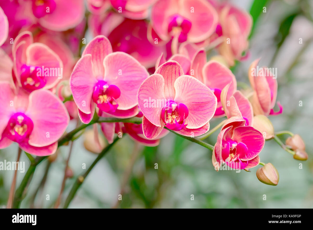 Beautiful pink orchid , phalaenopsis orchid Stock Photo - Alamy