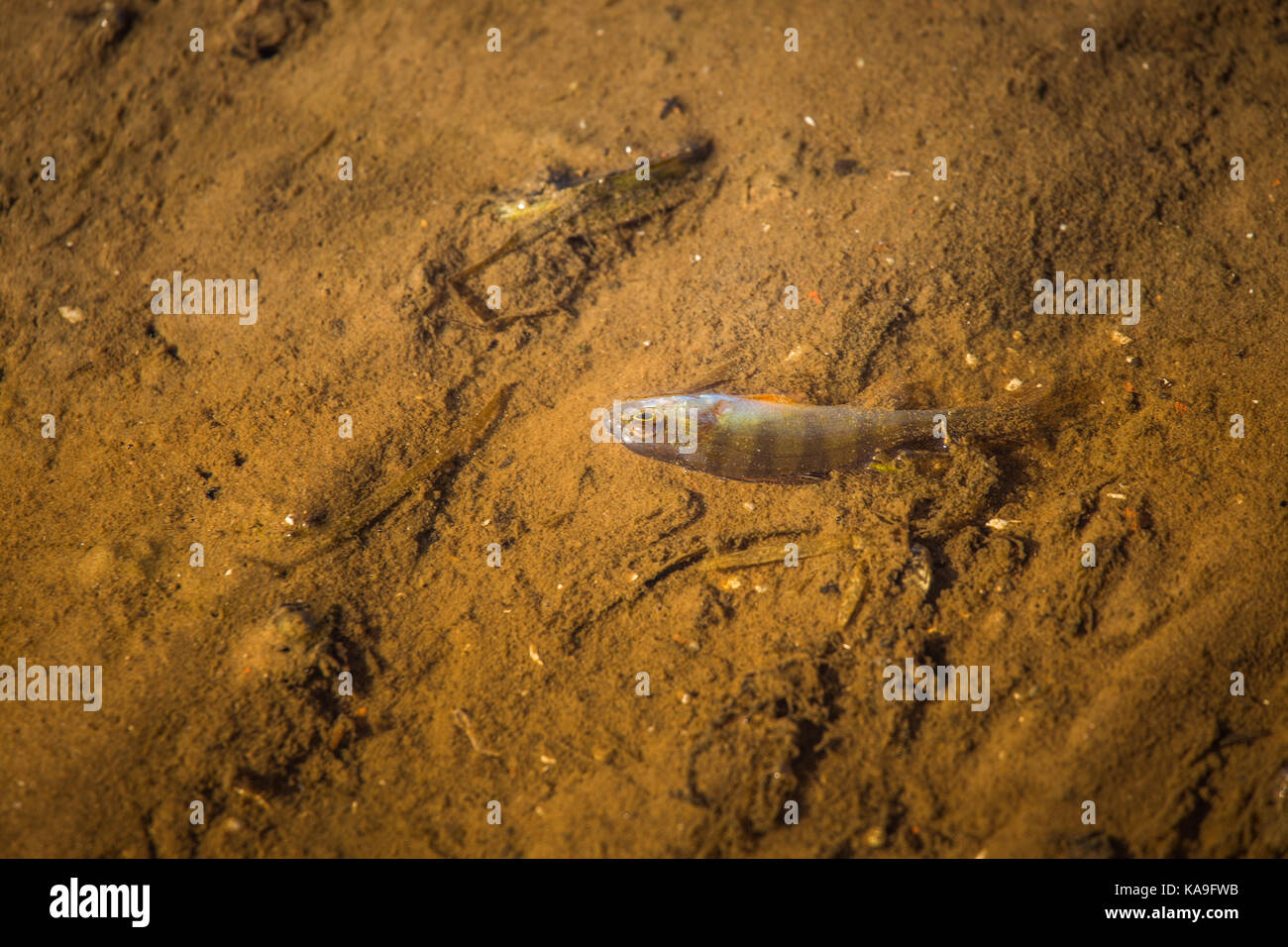 Small common perch struggling in a shallow waters. Beautiful small fish ...