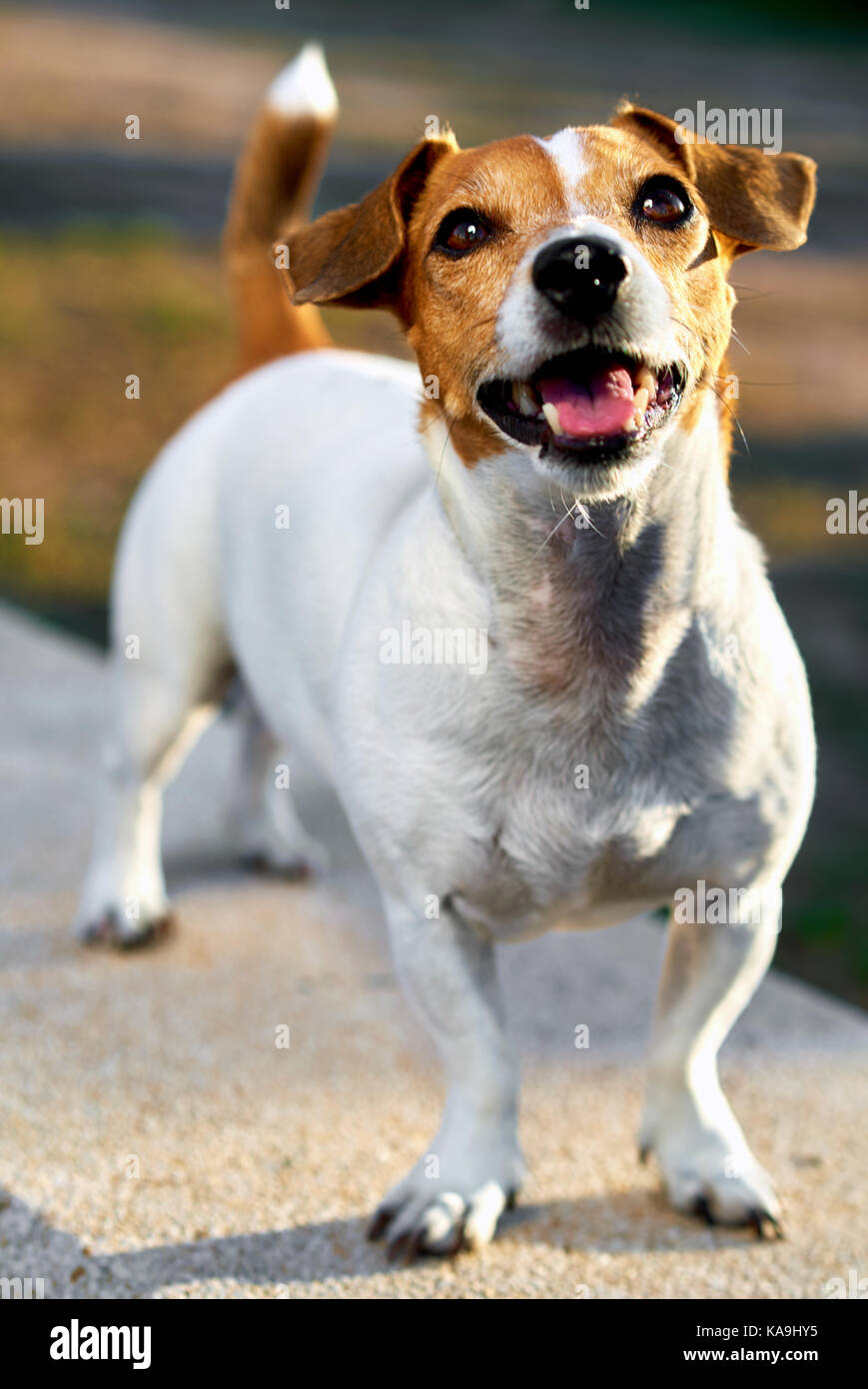 Jack Russell Terrier outdoors Stock Photo - Alamy
