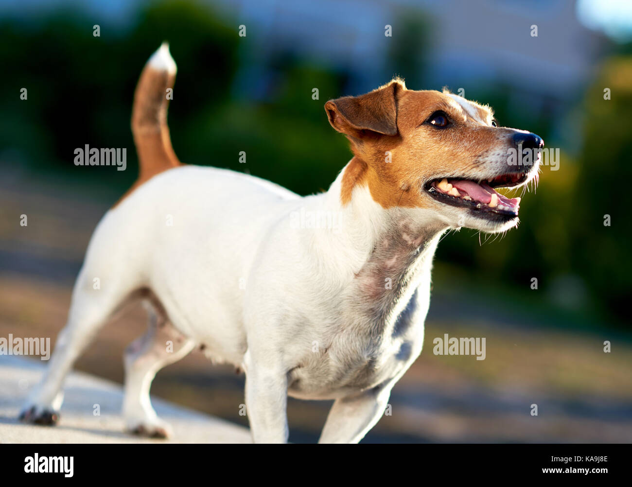 Jack Russell Terrier outdoors Stock Photo - Alamy