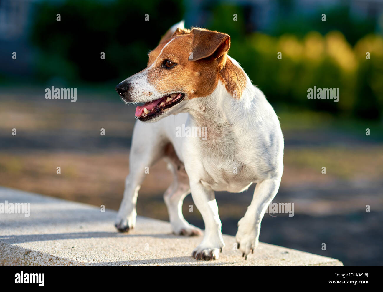 Smart jack russell puppy hi-res stock photography and images - Alamy
