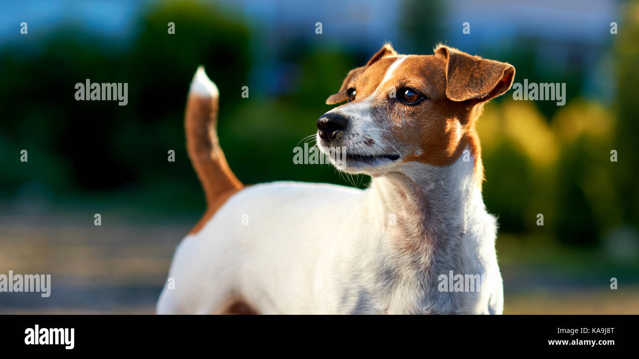 Jack Russell Terrier outdoors Stock Photo - Alamy