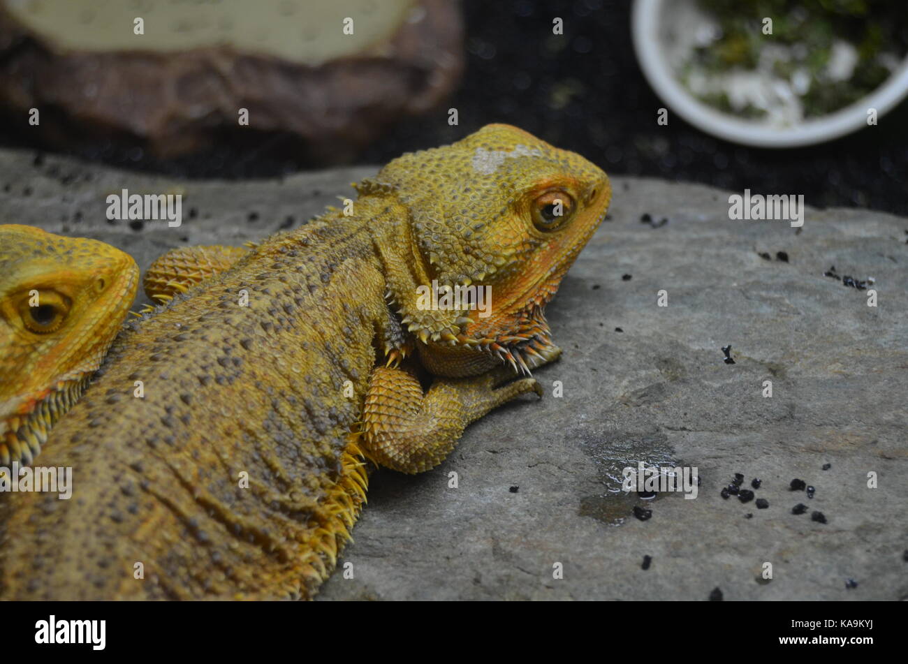 yellow bearded dragon, pogona vitticeps Stock Photo - Alamy
