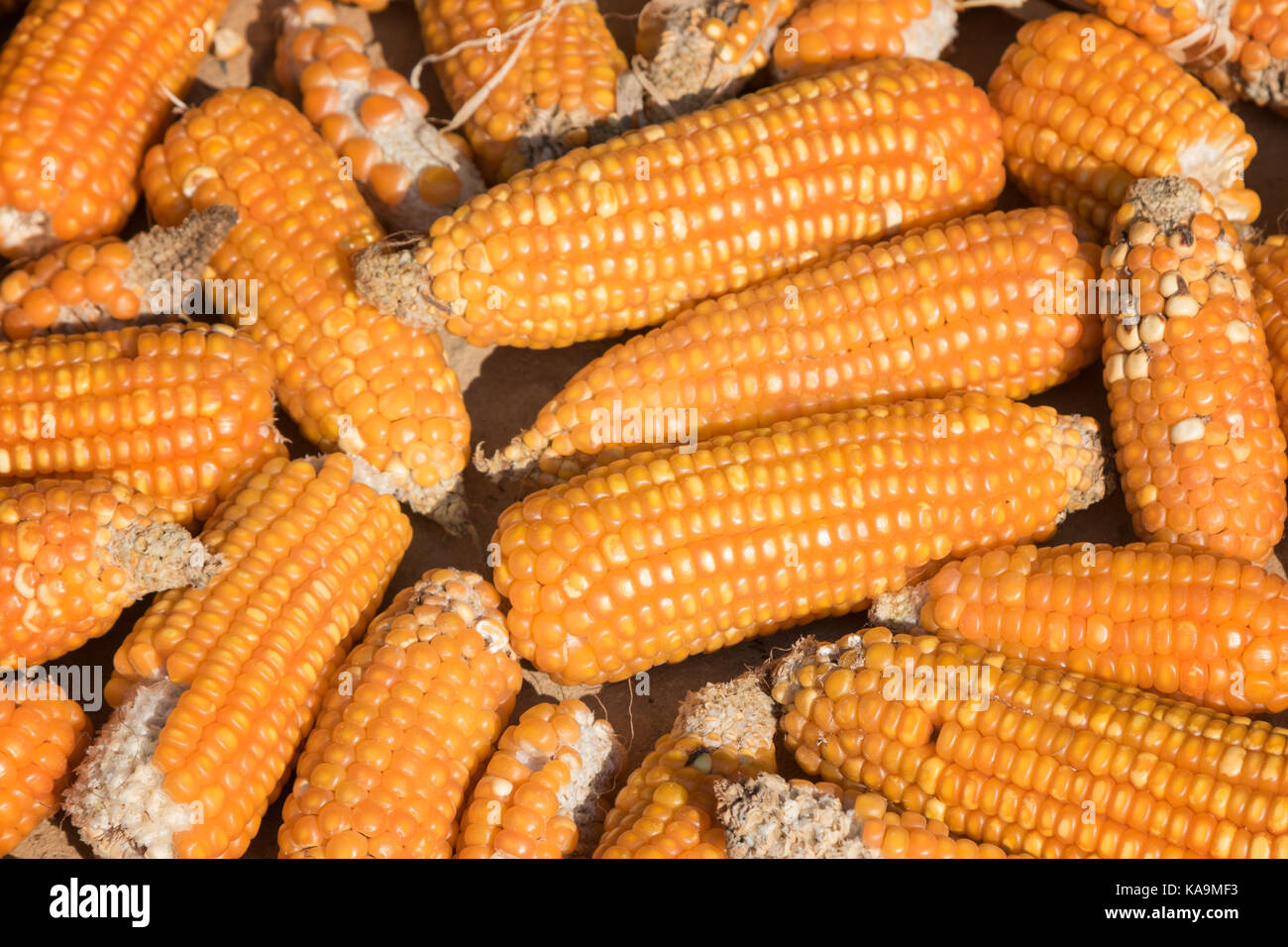 Grains of ripe corn, background and texture Stock Photo - Alamy