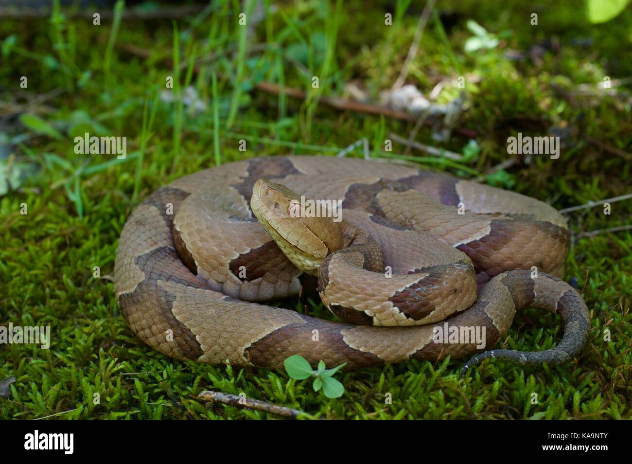 An Eastern Copperhead (Agkistrodon contortrix) coiled in the mossy ...