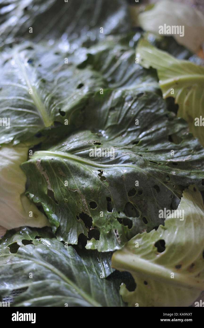 Cabbage pests hi-res stock photography and images - Alamy
