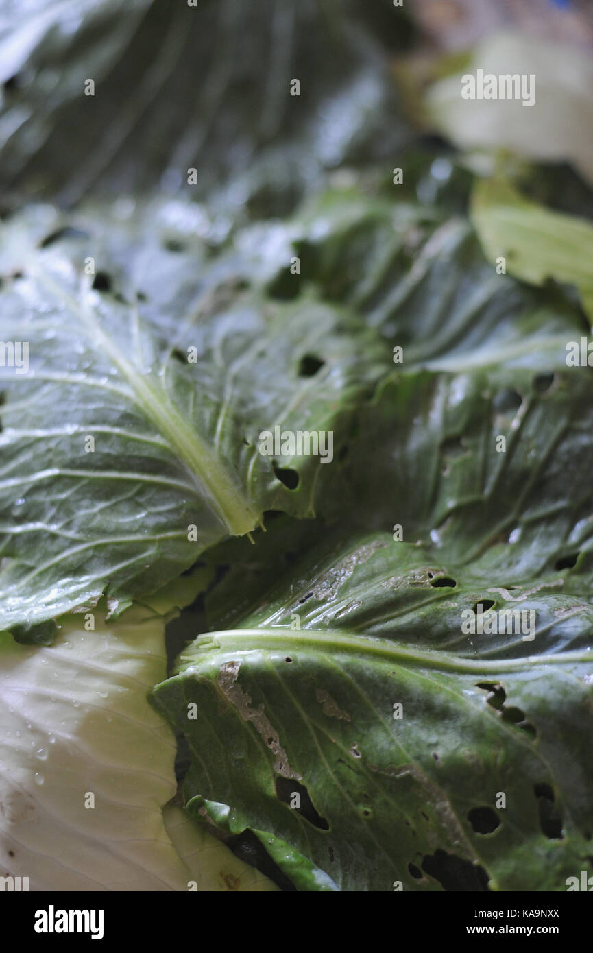 Cabbage pest hi-res stock photography and images - Alamy