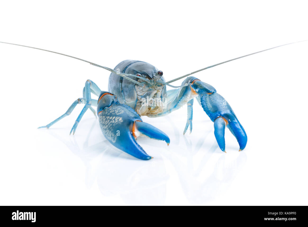 Cherax destructor hi-res stock photography and images - Alamy
