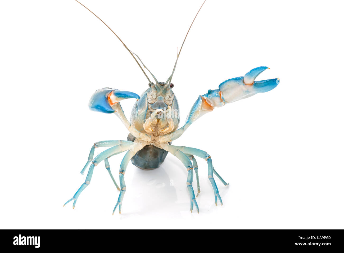 Yabbie Crayfish in fighting position,Blue crayfish cherax destructor ...